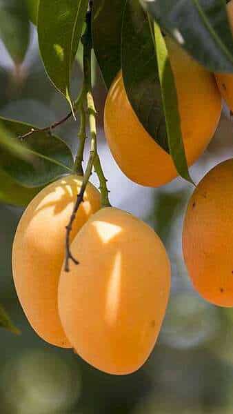 Most expensive mangoes in the world