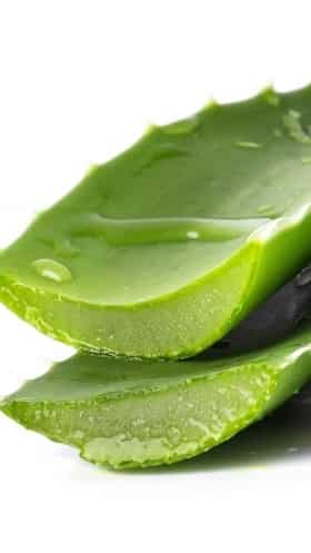 5 benefits of Aloe vera in Summer season