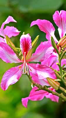 5 health benefits of kachnar (bauhinia)