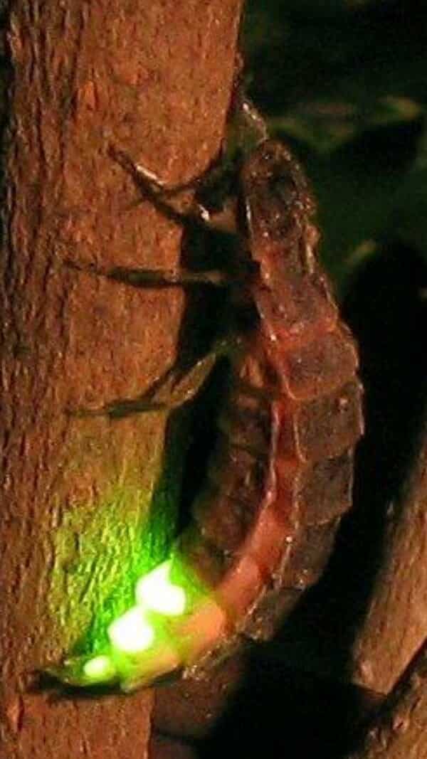 Most poisonous insects of planet Earth