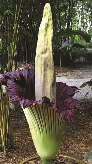 5 most ugliest and foul smelling flowers