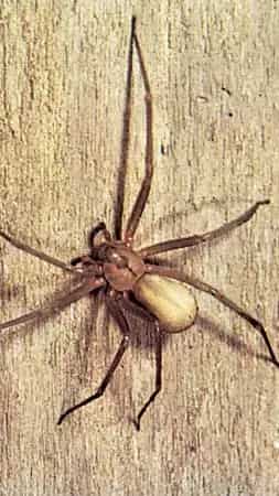 Most deadliest spiders in the world