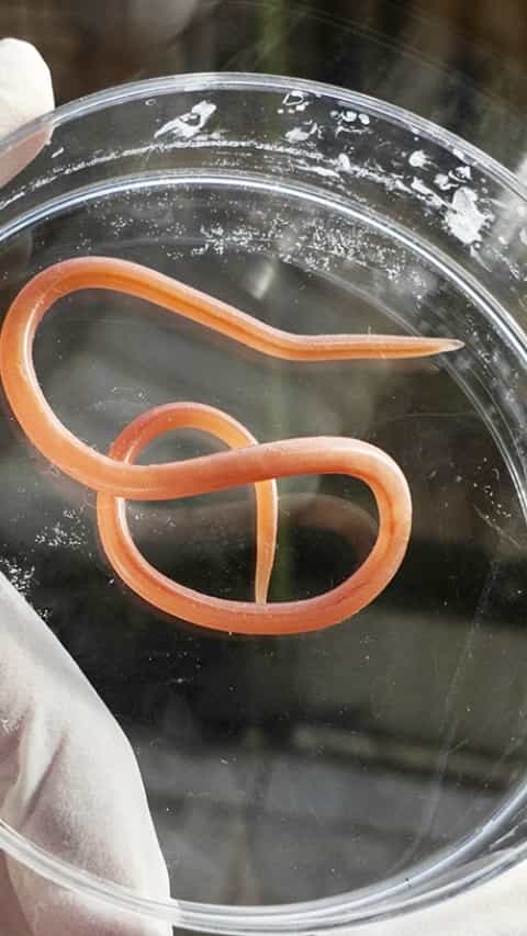 World's most dangerous parasites