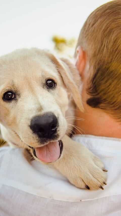 7 ways to keep your pet happy and healthy