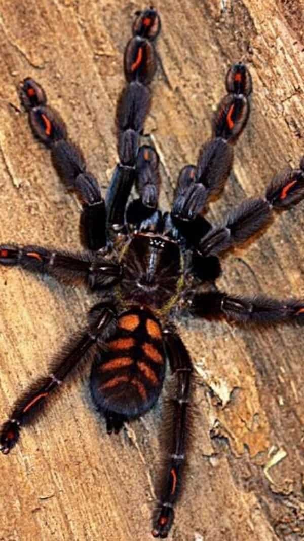 World's most beautiful spiders