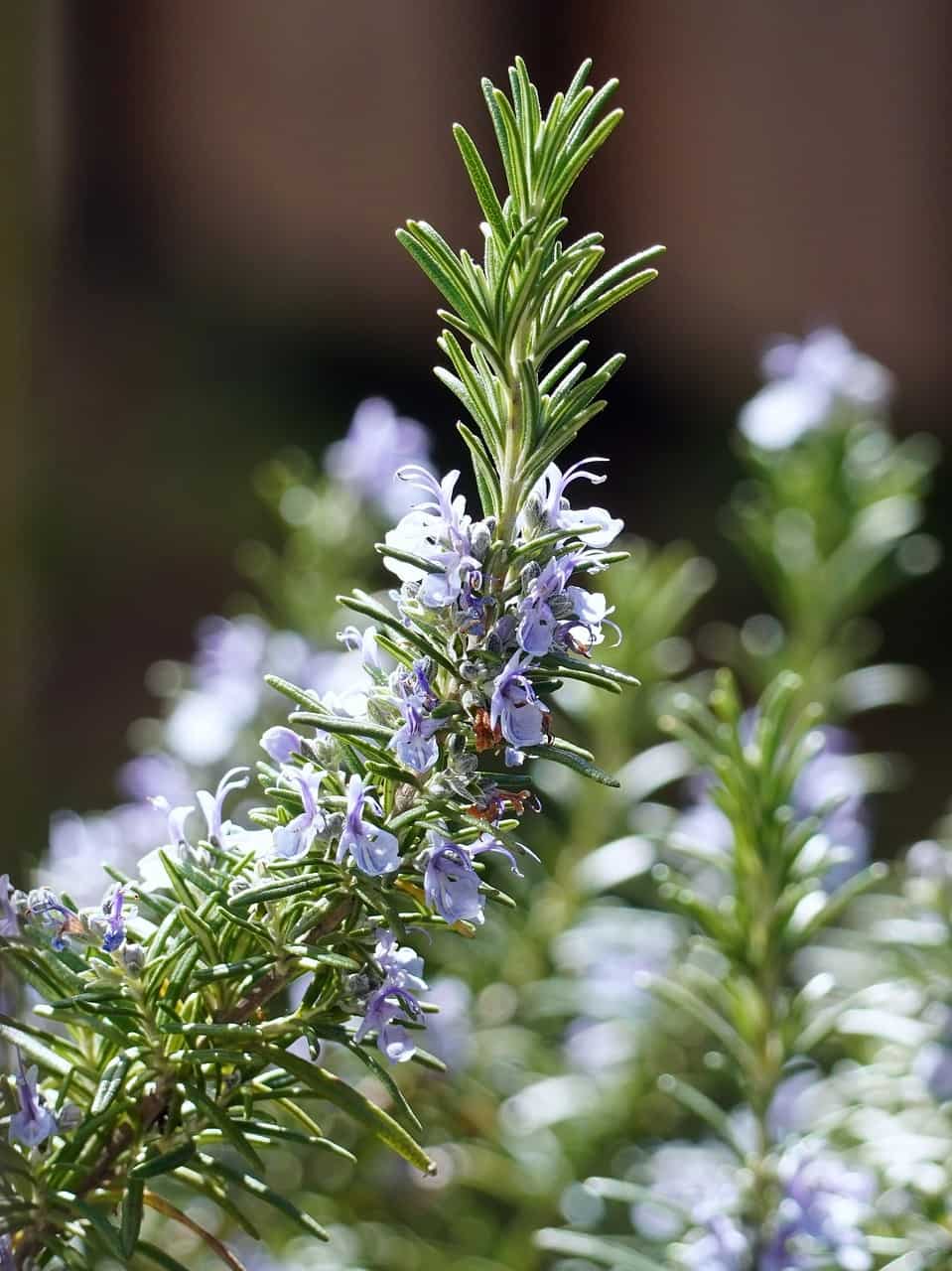 5 Herbs to Boost Your Brain, Improve Focus and Attention