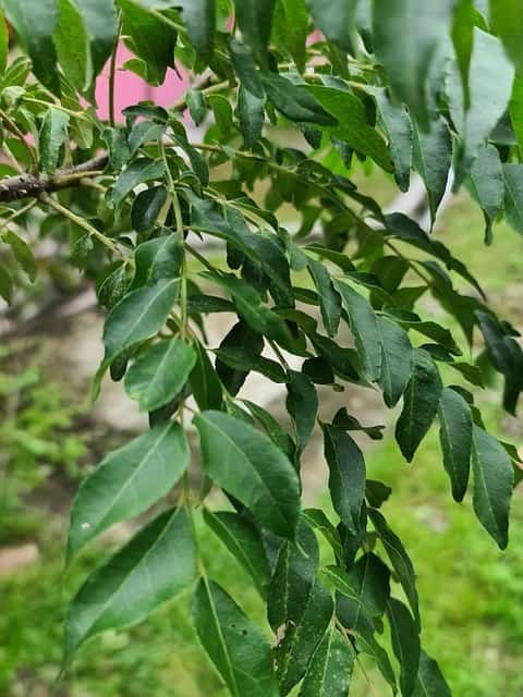 5 Easy Tricks to Make Your Curry Leaf Plant Grow Faster and Healthier