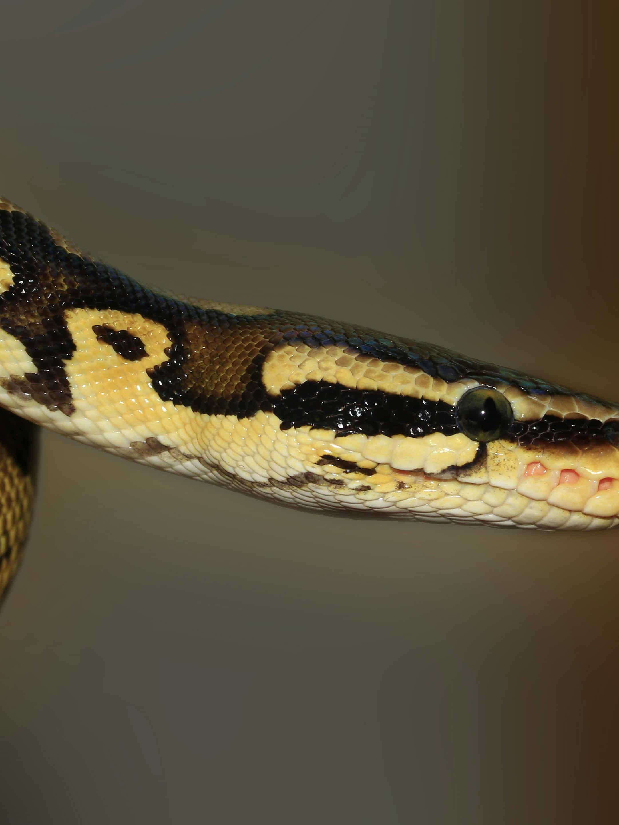 4 Most Poisonous Animals in the World