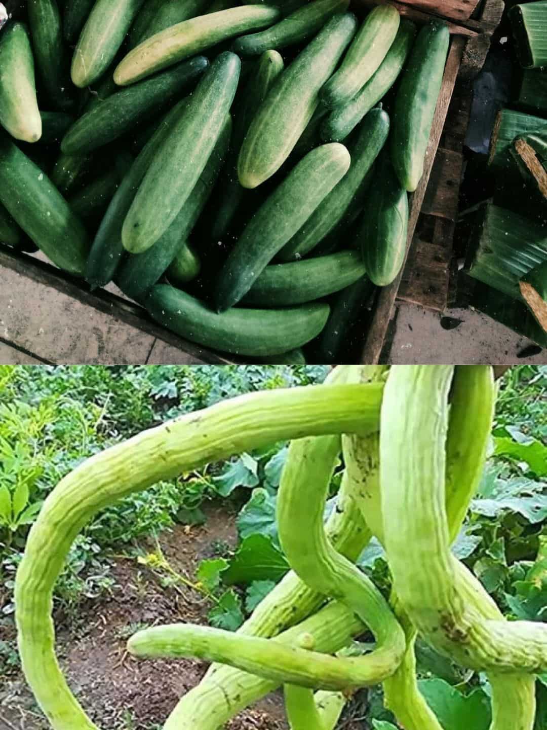 Kheera Vs Kakdi: Which Is Better For Summer?