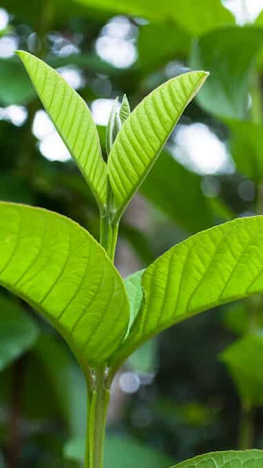 5 Leaves That Lower Blood Sugar Levels