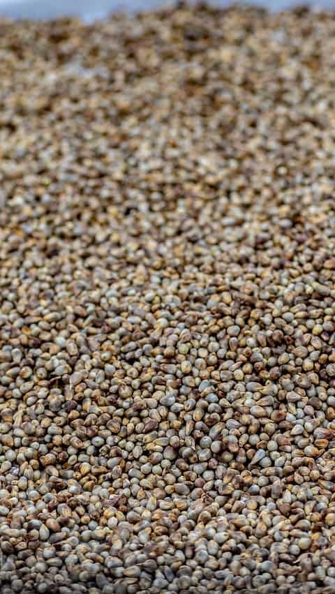 6 Must-Try Winter Special Bajra Recipes