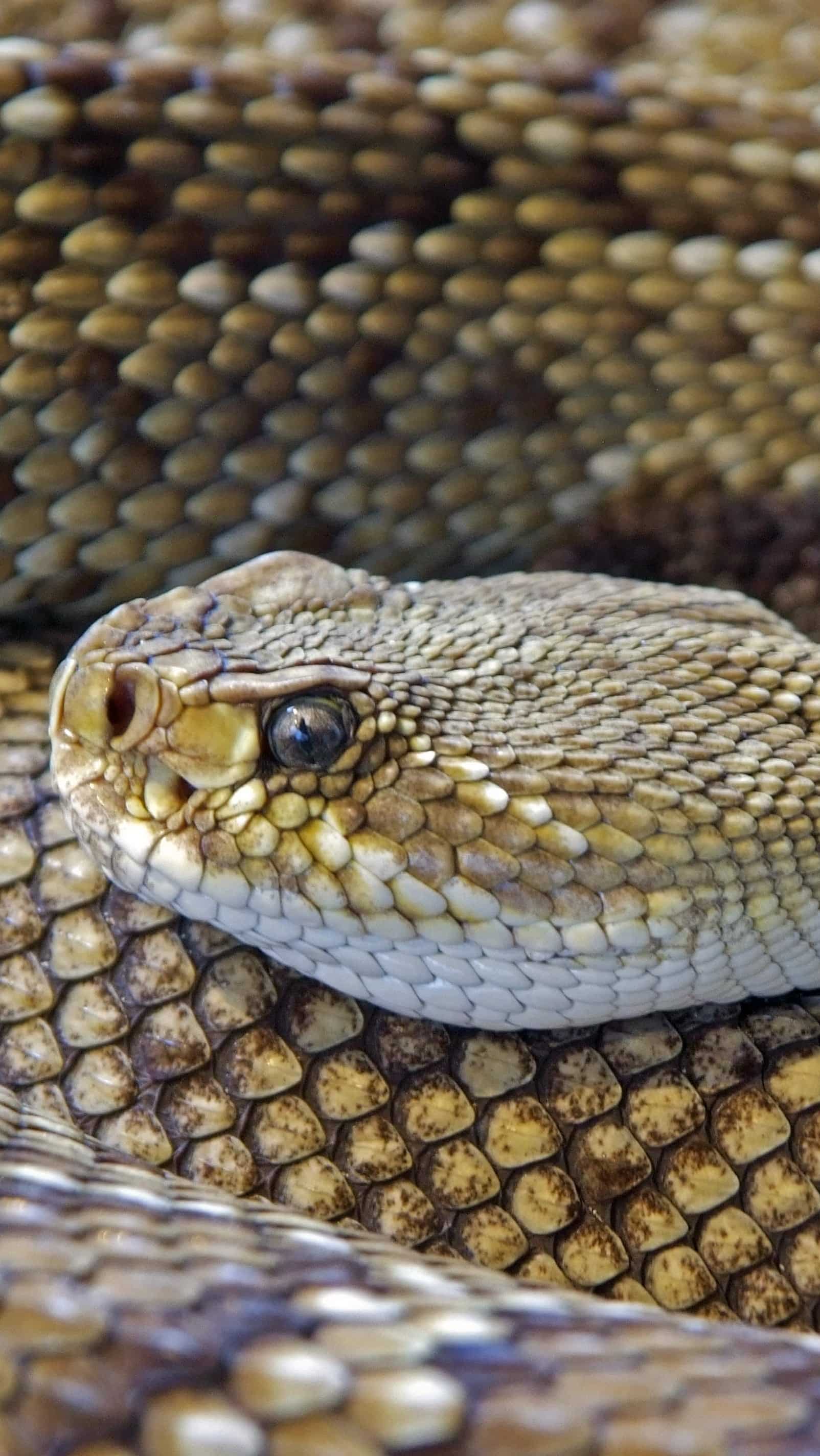 Venomous Virtuosos: 10 Most Toxic Animals on Earth