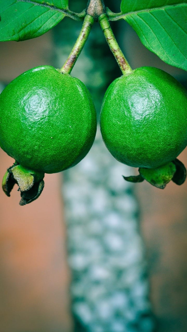 6 Health Benefits of Drinking Guava Leaf Tea in Winters