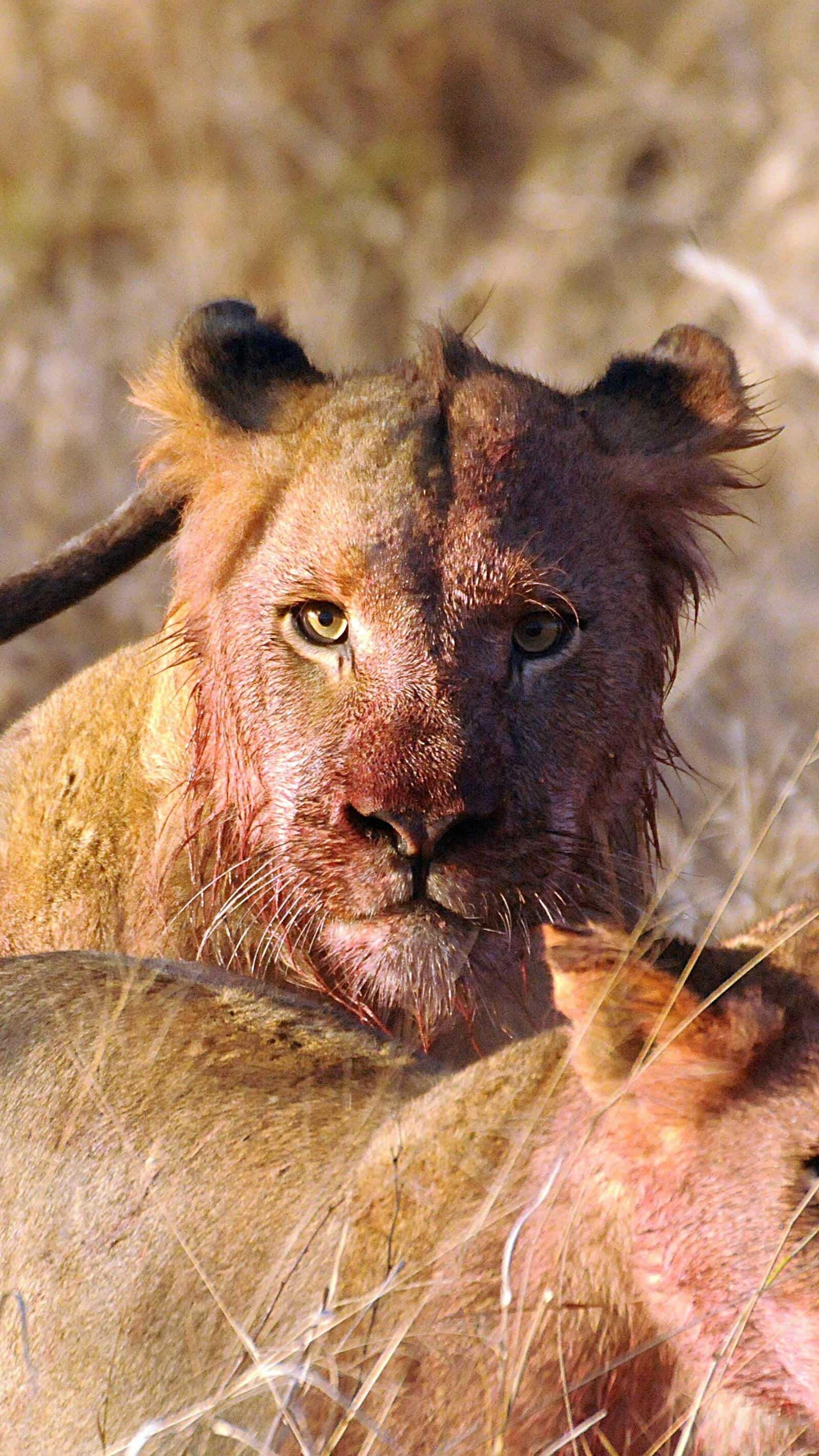 6 Animals That Feast On Blood