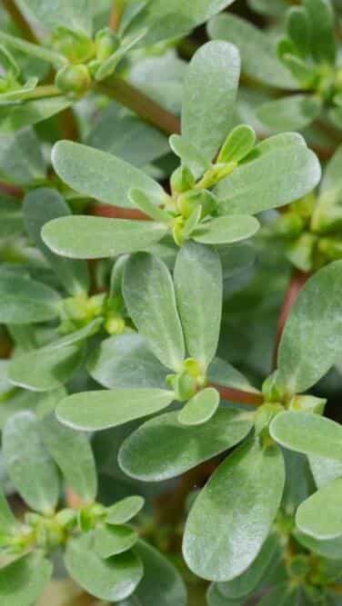 5 Health Benefits of Purslane (Kulfa Saag)