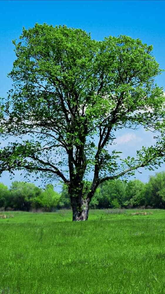 5 Reasons Why Trees Are The Best Wedding Gifts