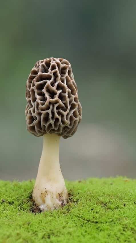 Top 5 Most Expensive Mushroom Varieties