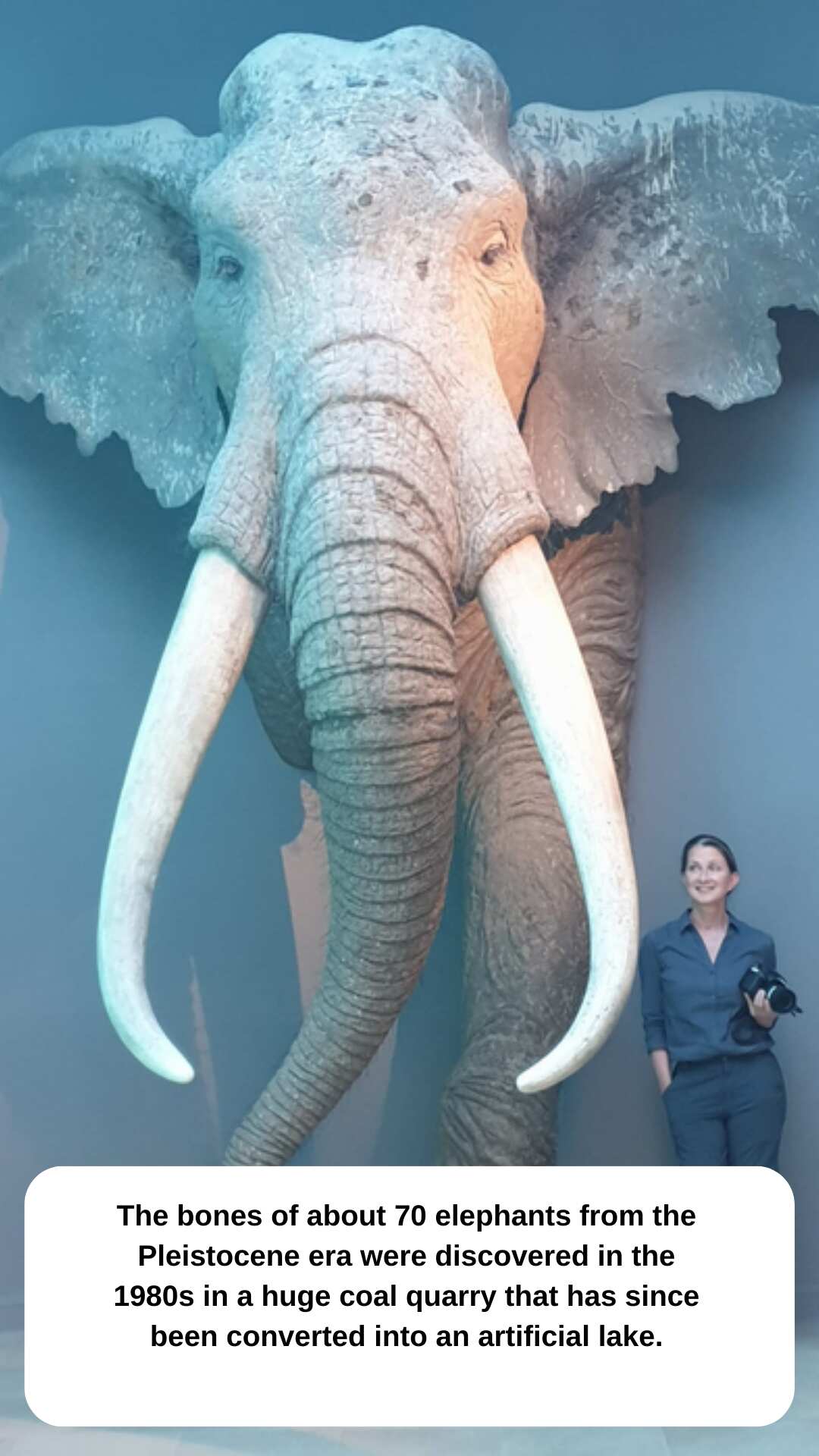 Neanderthals and their quest for elephant meat