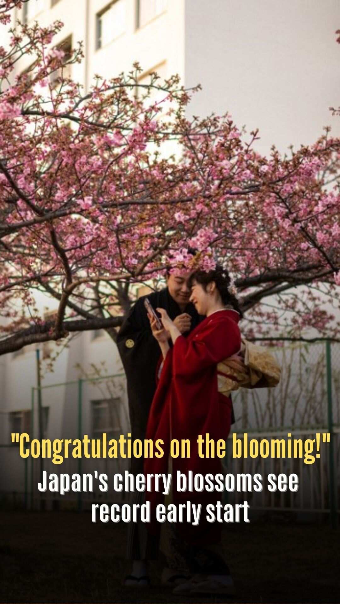 Japan's cherry blossoms see record early start