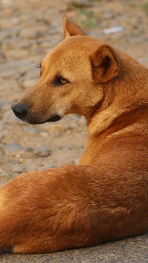 With a population of more than 6 crores, India ranks second in terms of ...