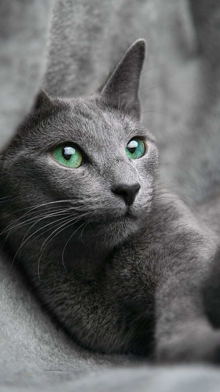 Expensive Grey Cats