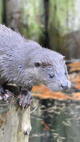 World Otter Day: A Tribute To A Cute And Vital Species
