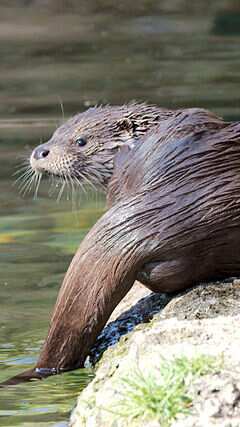 World Otter Day: A Tribute To A Cute And Vital Species