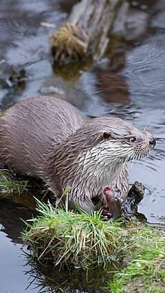 World Otter Day: A Tribute To A Cute And Vital Species