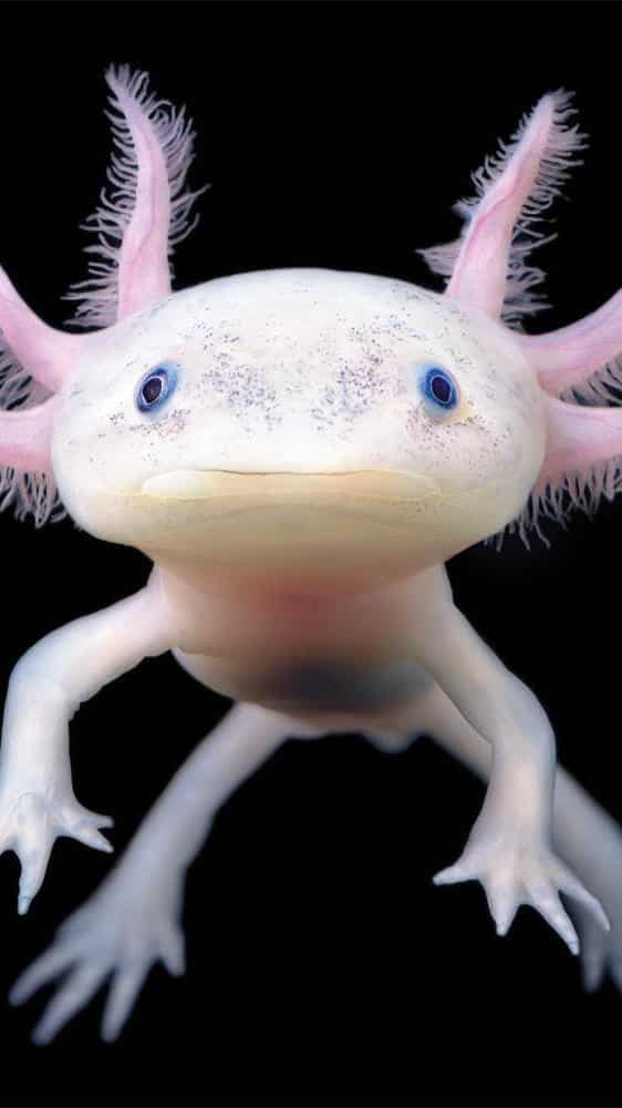 10 Of The Strangest Animals Inhabiting Our Planet