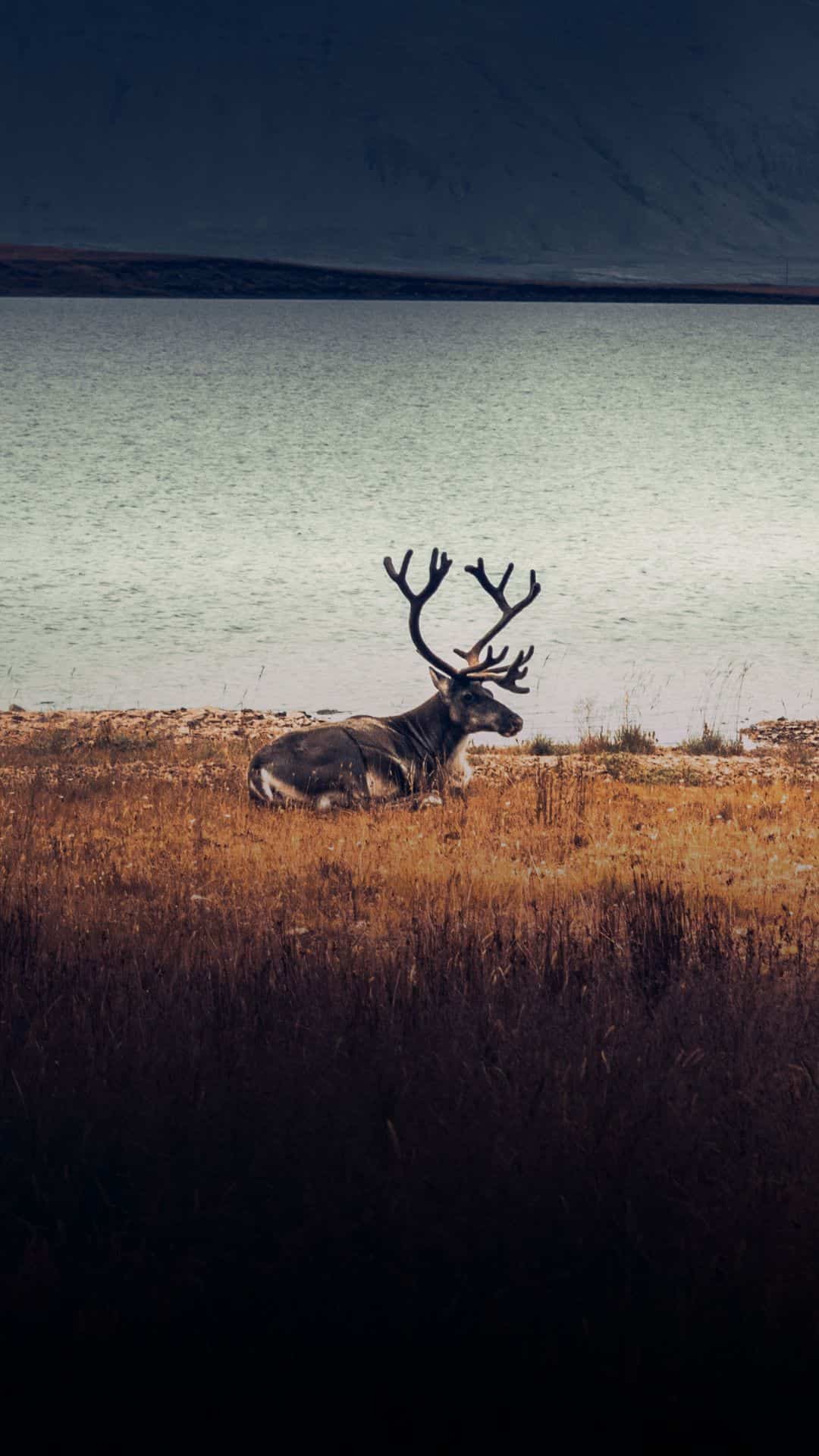 6 Animals That Can Grow Back Lost Body Parts