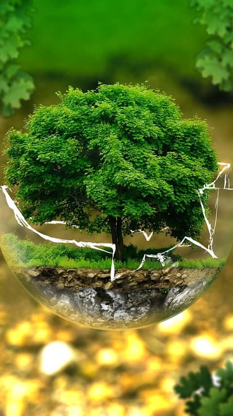 World Environment Day: 5 Easy Steps to Go Green