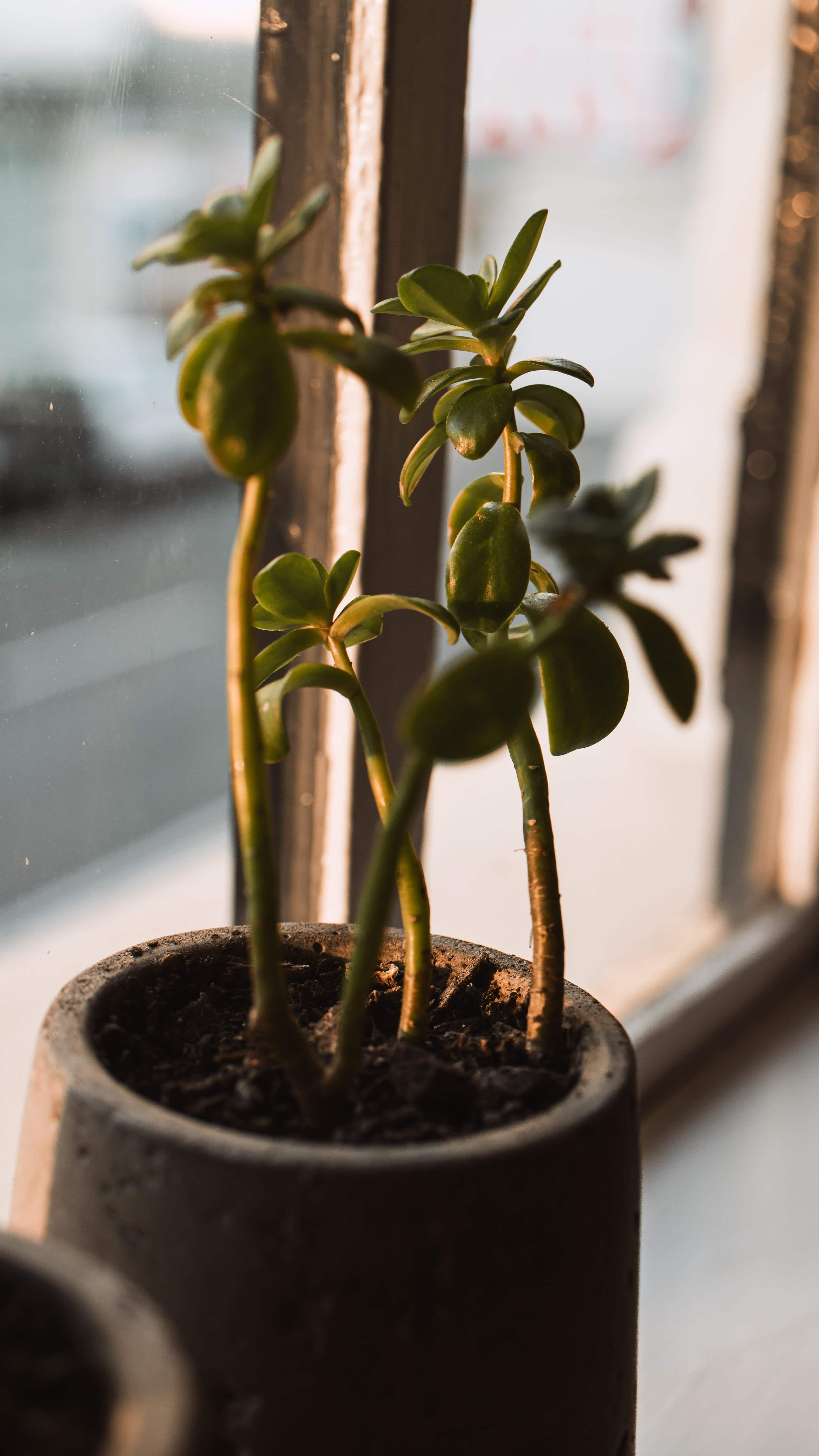 Top 12 Indoor Plants: Green Up Your Space with These Lush Beauties