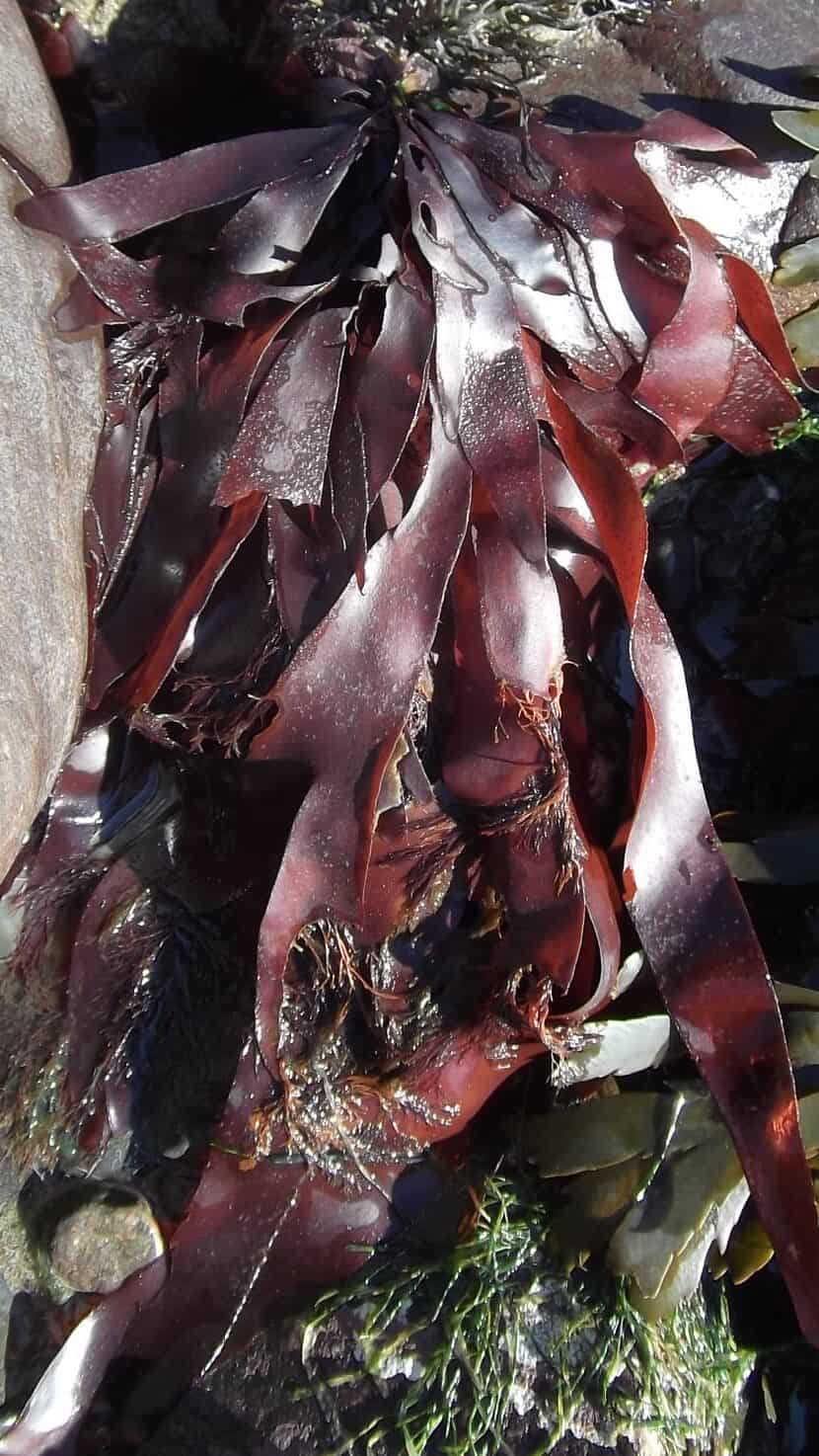 5 Health Benefits of Dulse