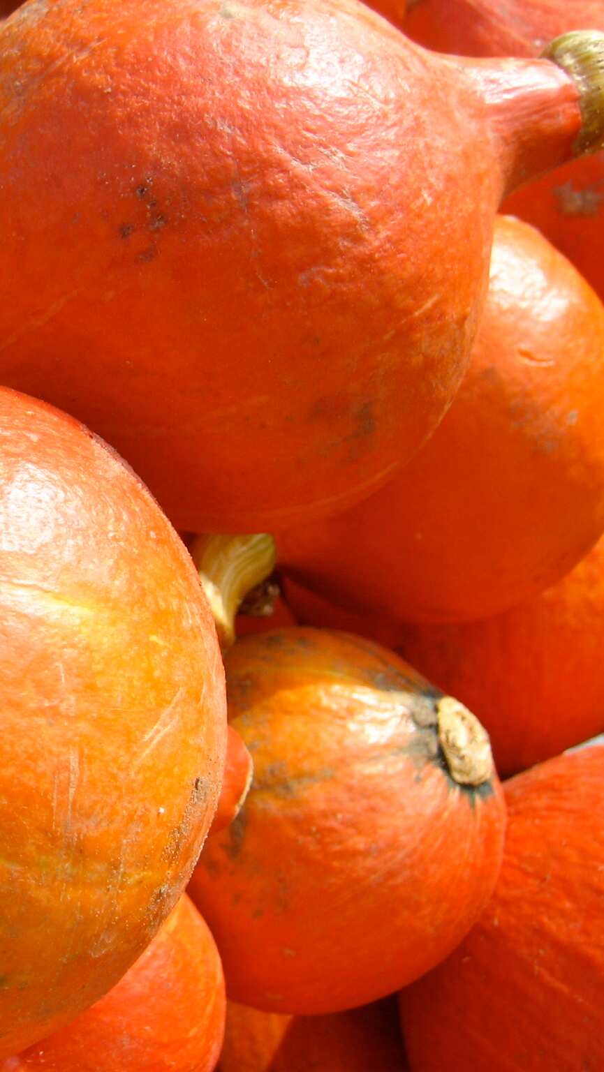 5 Health Benefits of Red Kuri Squash