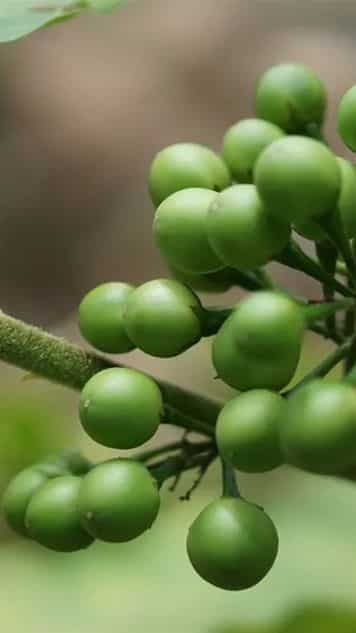 Health Benefits of Turkey Berries