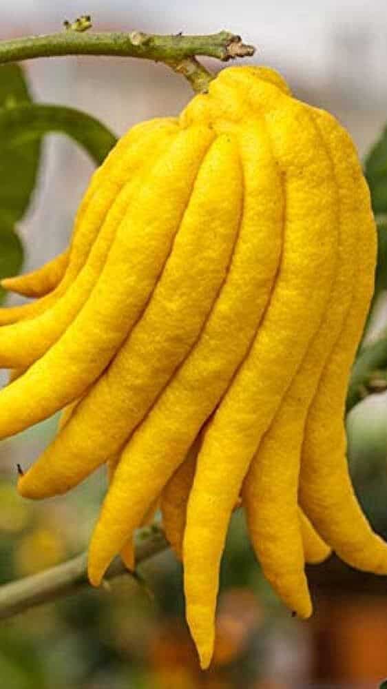 5 Health Benefits of Buddha's Hand