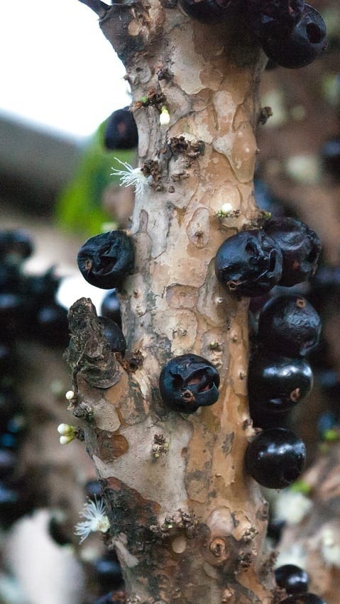 5 Most Unique Fruits In The World