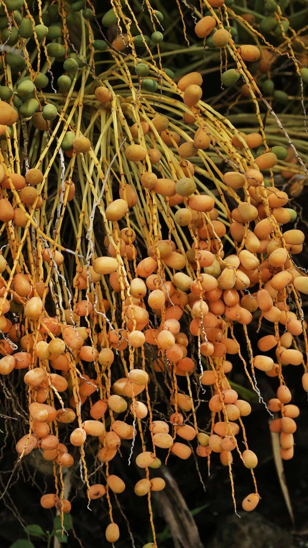 5 Health Benefits of Barhi Dates
