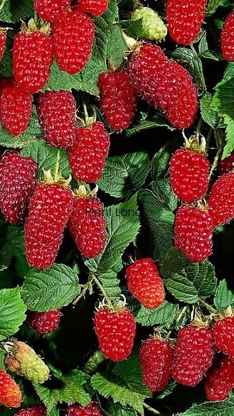 5 Health Benefits of Tayberry