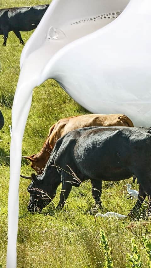 Ever Wondered Why Cow Milk Is Yellowish in Colour? Here's Why