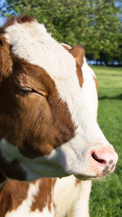 Cow Milk Butter Color
