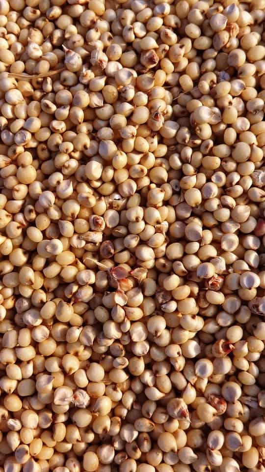7 Health Benefits Of Sorghum