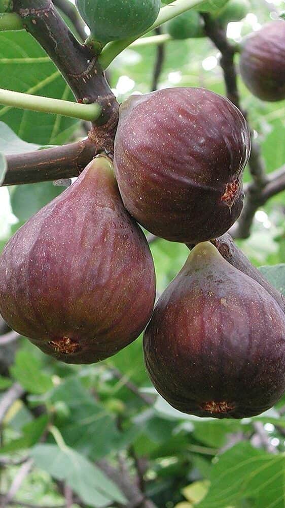 Brown Turkey Figs Benefits
