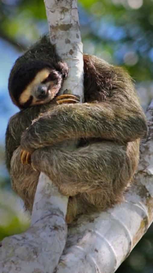 6 Laziest Animals In The World