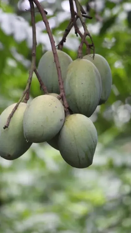 5 Delicious Ways to Incorporate Raw Mangoes into Your Diet