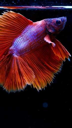 5 Popular and Beginner-Friendly Fish for Your Home Aquarium