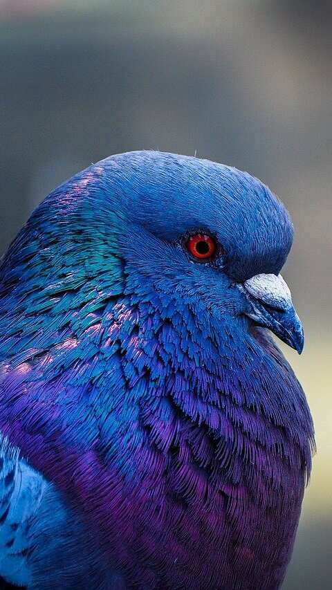 7 Tips To Save Your Terrace From Pigeon Menace