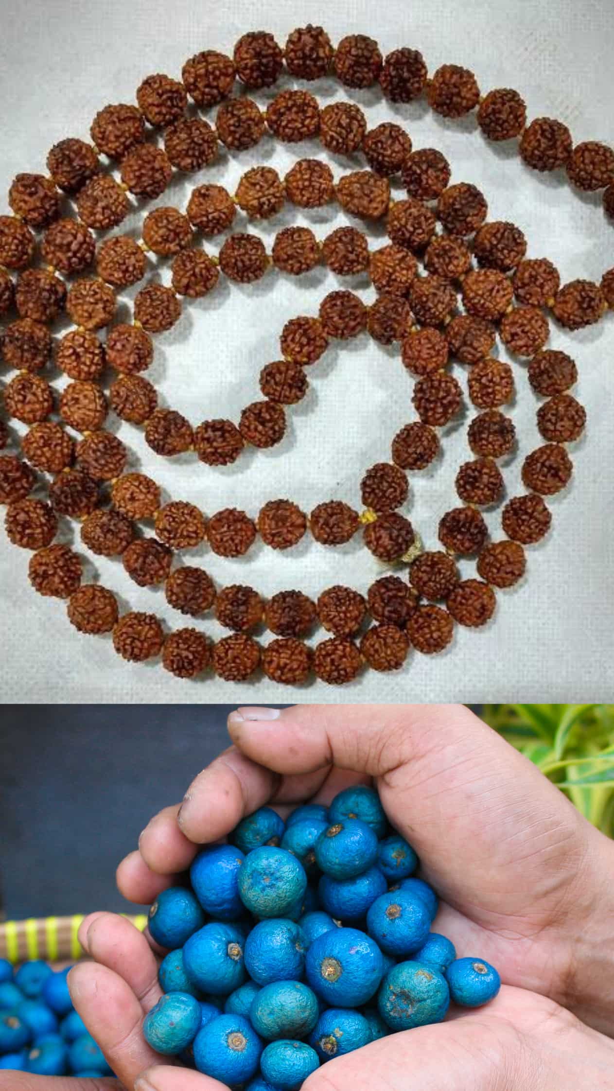 How To Grow Rudraksha Plant From Seed at Roberto Stephen blog