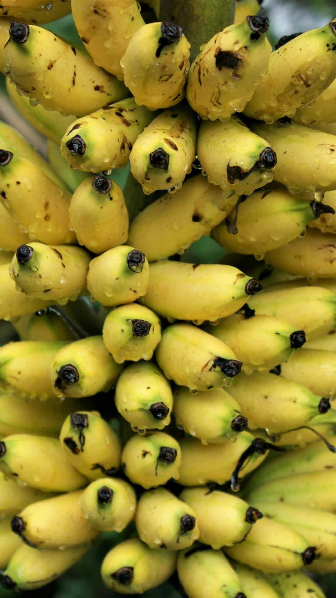 5 Side Effects of Eating Too Many Bananas