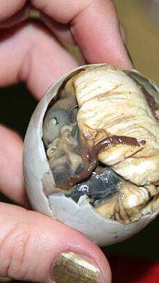 6 Most Disgusting Food Items in World